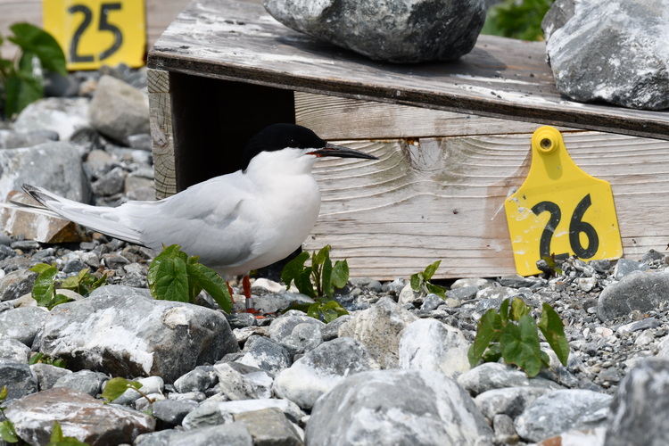 TERN REPORT - 2023 - Ted C. D'Eon